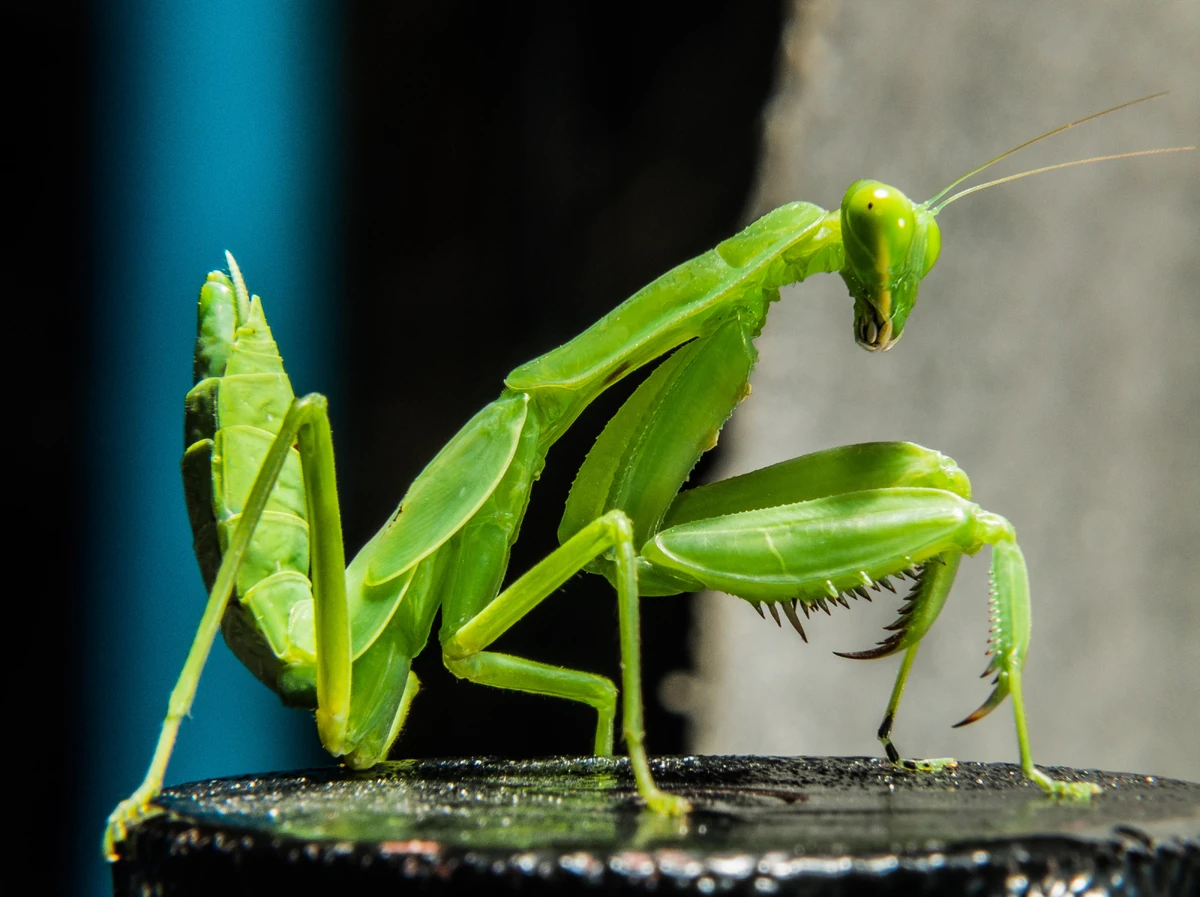 Praying Mantis | Animals Wiki | Fandom