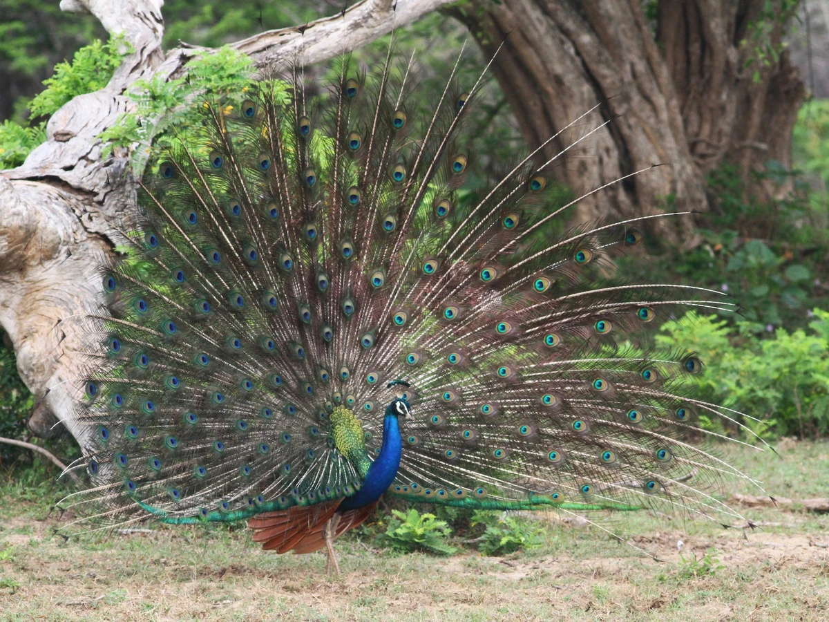 Indian Peafowl | Animals Wiki | Fandom