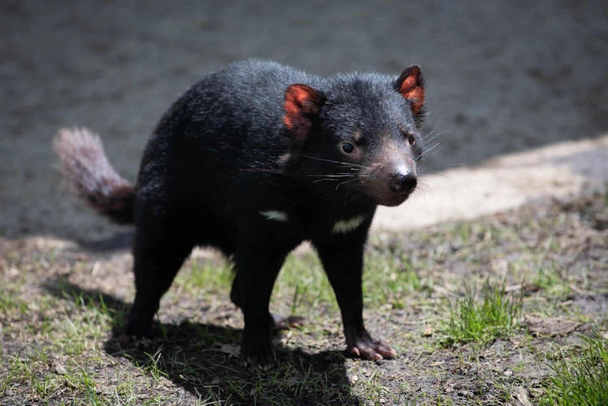 Tasmanian Devil | Animals Wiki | Fandom