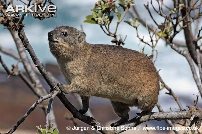 Rock Hyrax | Animals Wiki | Fandom