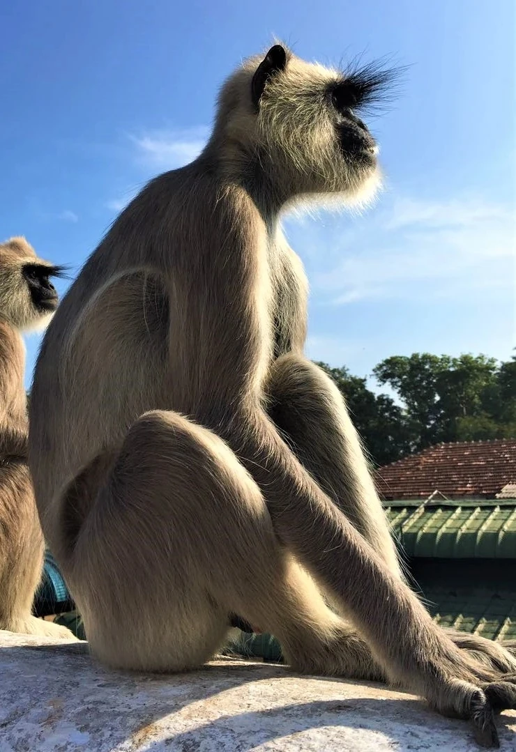 Grey Langur | Animals Wiki | Fandom