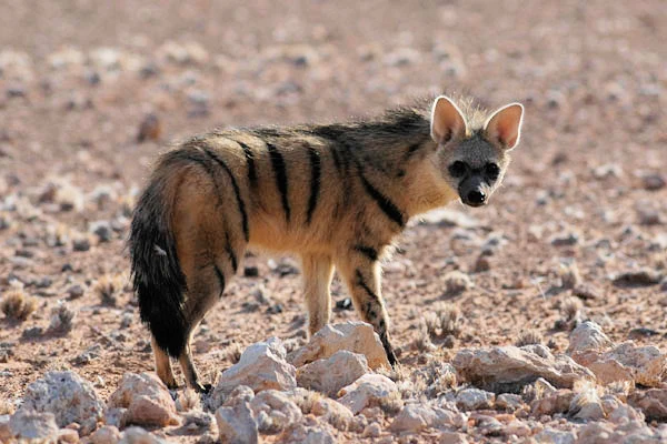 Aardwolf | Animals Wiki | Fandom