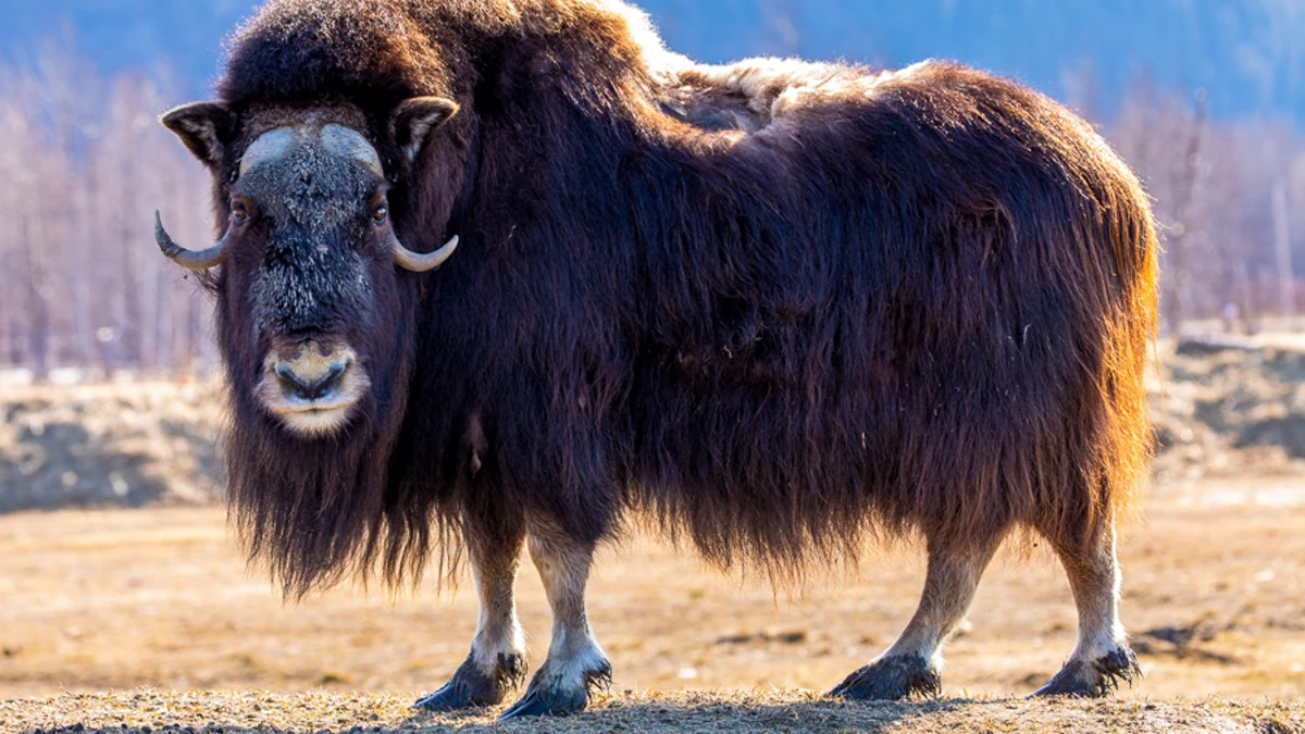 Muskox | Animals Wiki | Fandom