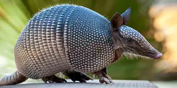 Nine-banded Armadillo | Animals Wiki | Fandom