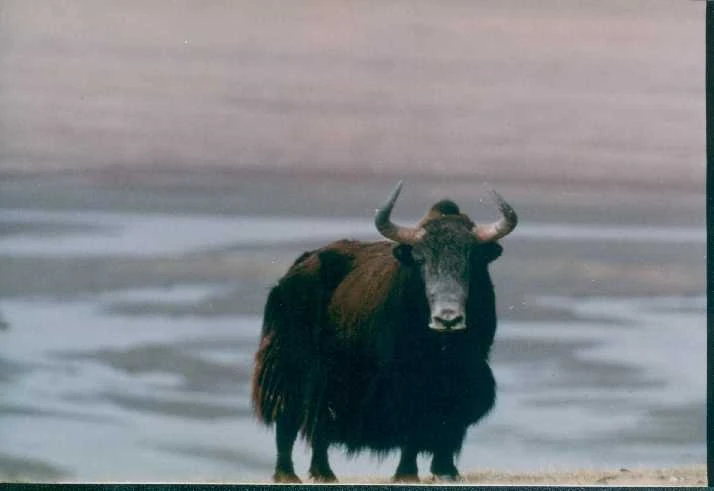 Yak | Animals Wiki | Fandom