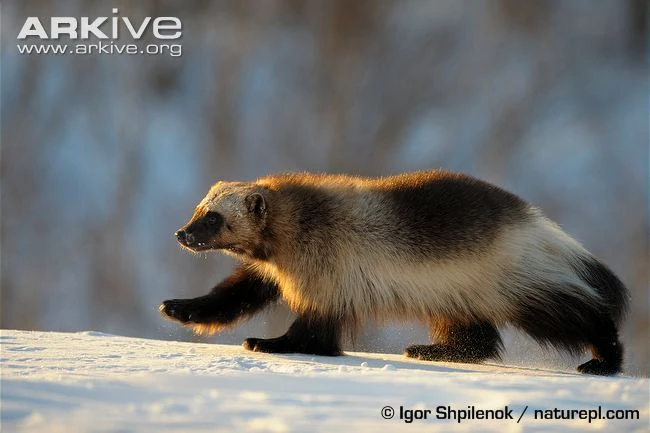 Wolverine | Animals Wiki | Fandom