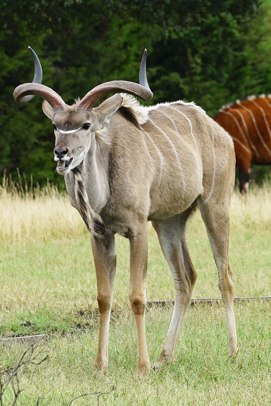 Greater Kudu | Animals Wiki | Fandom