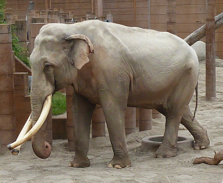 Asian Elephant | Animals Wiki | Fandom