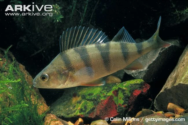 European Perch | Animals Wiki | Fandom