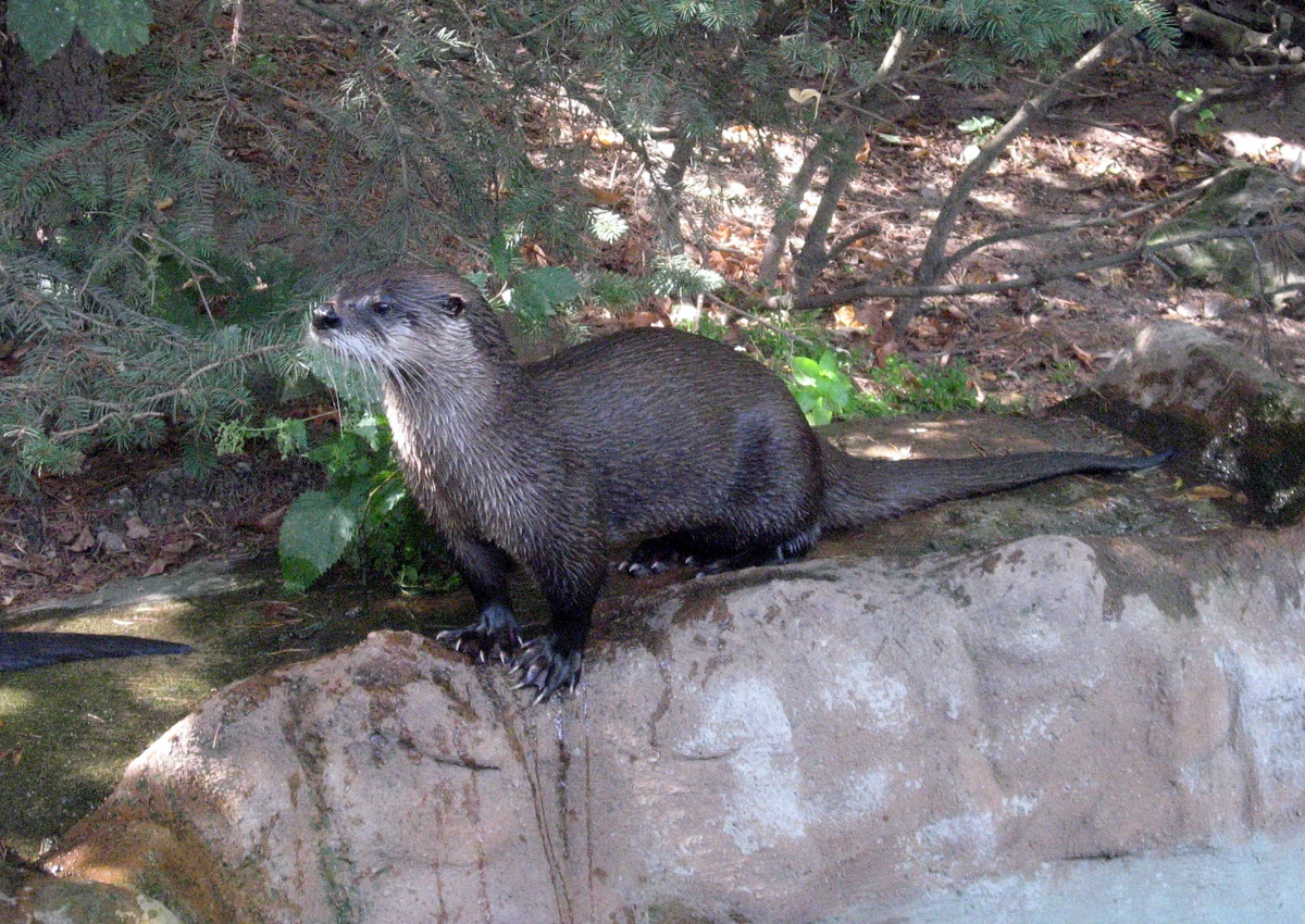 North American River Otter | Animals Wiki | Fandom