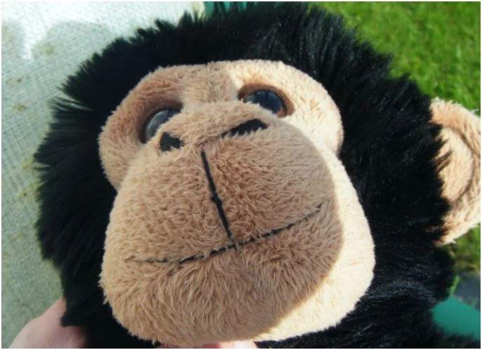 Ashley O'Monkey | Hikipedia Wiki | Fandom