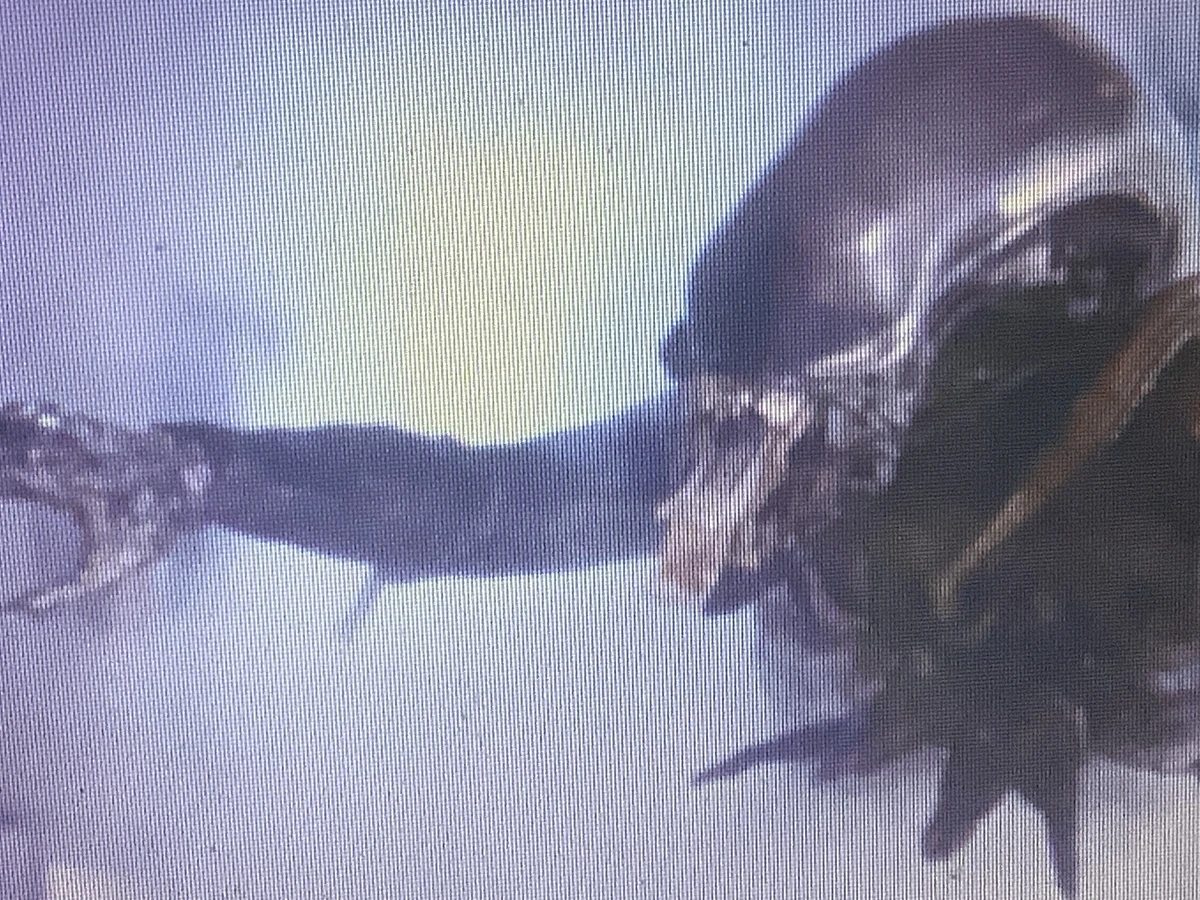 Alien (1979) | HildaFan14 Wiki | Fandom