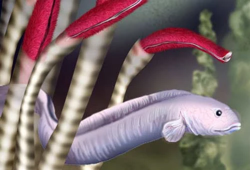 Zoarcid Fish | Hillbilly Handfishin'* Wiki | Fandom