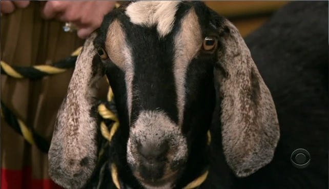 The Goat | How I Met Your Mother Wiki | Fandom