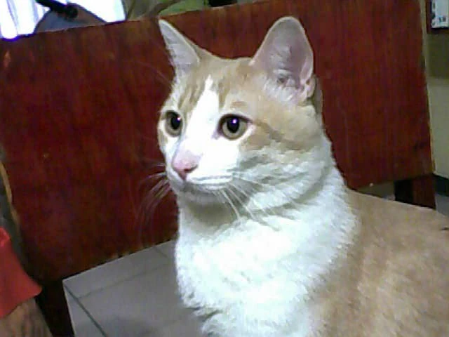 Cats | HIROD51's Fanon Wiki | Fandom