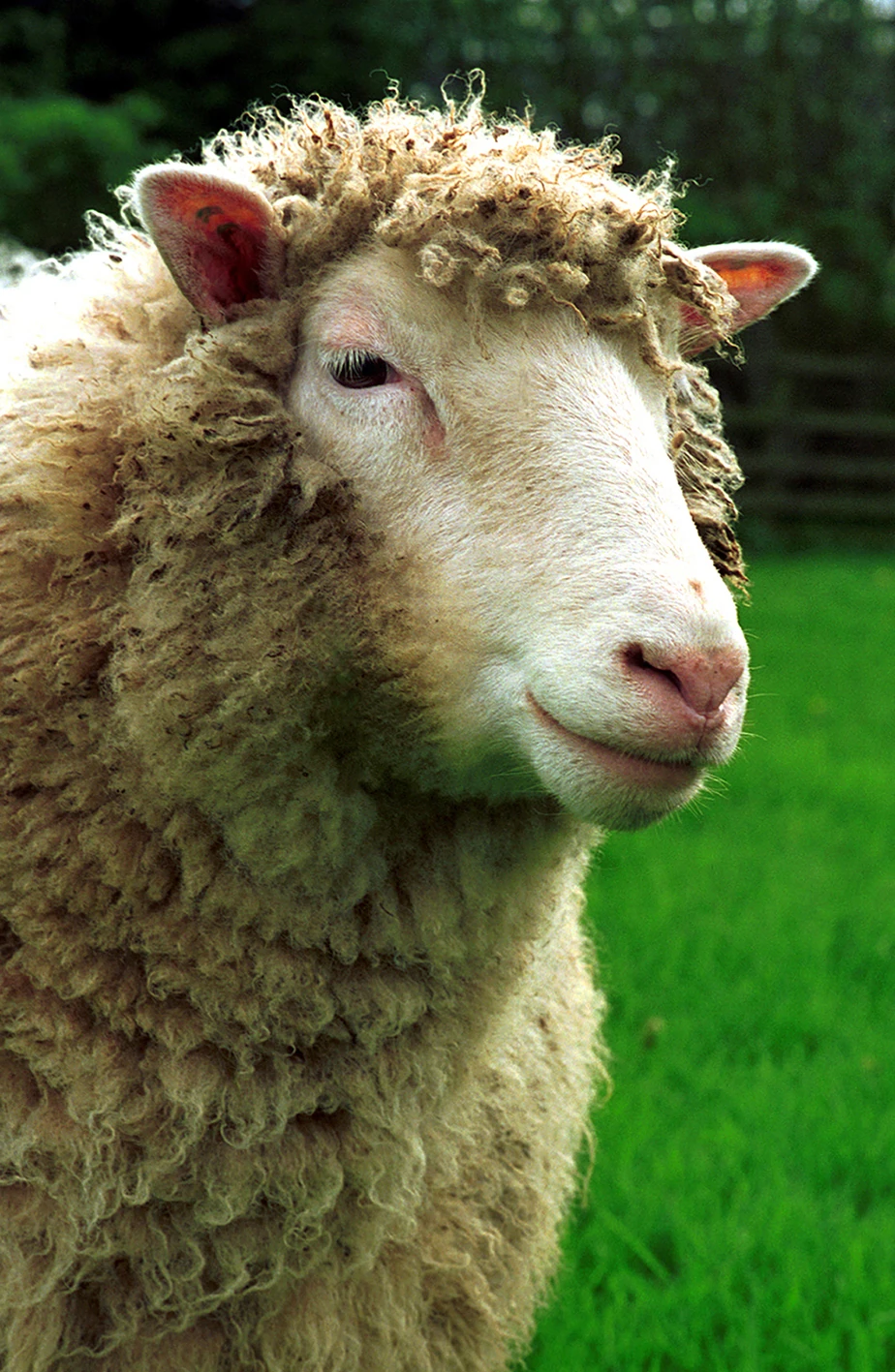 Dolly the Sheep | Historical Figures and Celebrity Wiki | Fandom