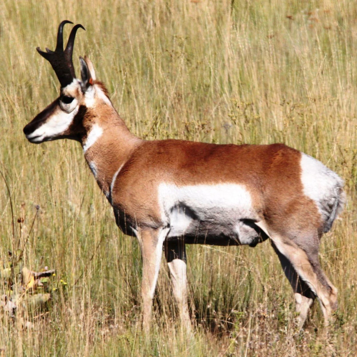 Pronghorn | History Channel Wiki | Fandom