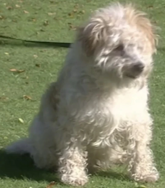 Scruffy the Dog | HIT Entertainment Wiki | Fandom