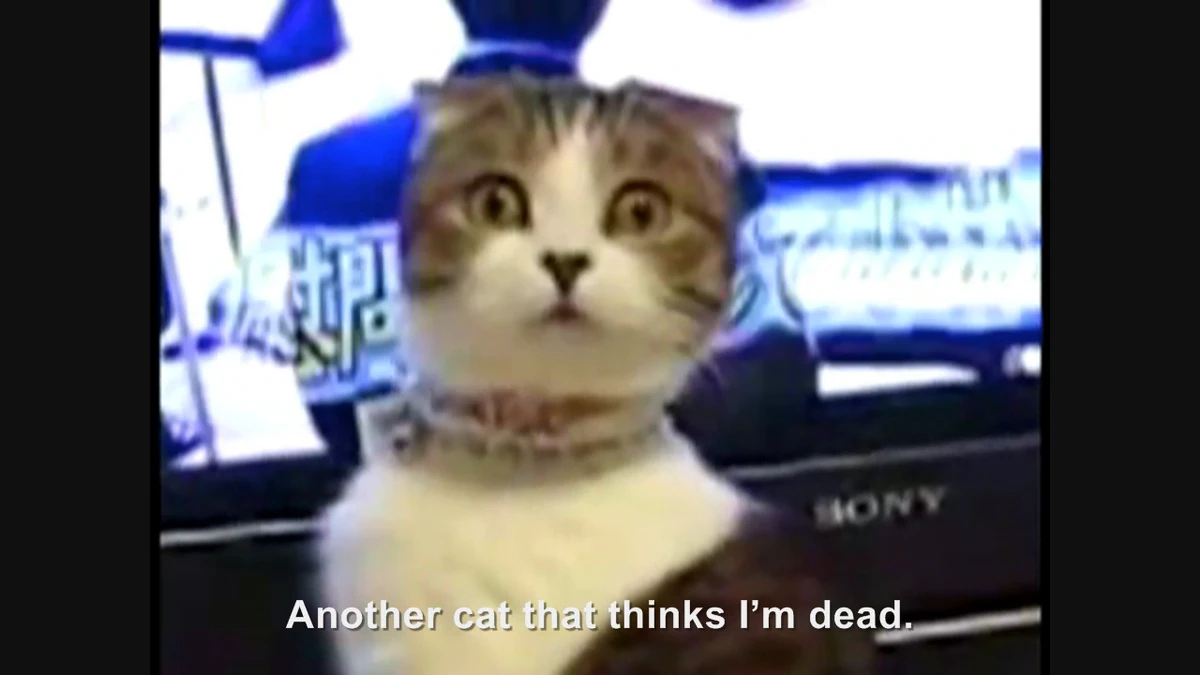 Hitler encounters the Dramatic Cat | Hitler Rants Parodies Wiki | Fandom