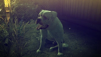 Flash (Absolution) | Hitman Wiki | Fandom