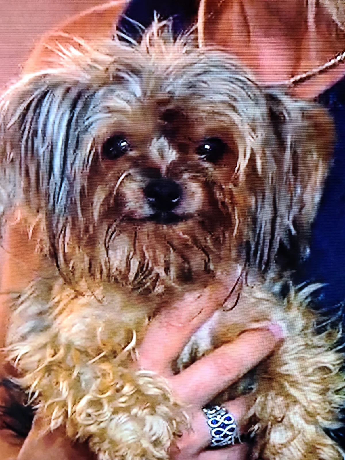 Ziggy | Hoarders Wiki | Fandom