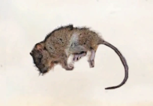 Animal for Nugget | HoboRPG Wiki | Fandom