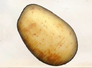 Potato | HoboRPG Wiki | Fandom