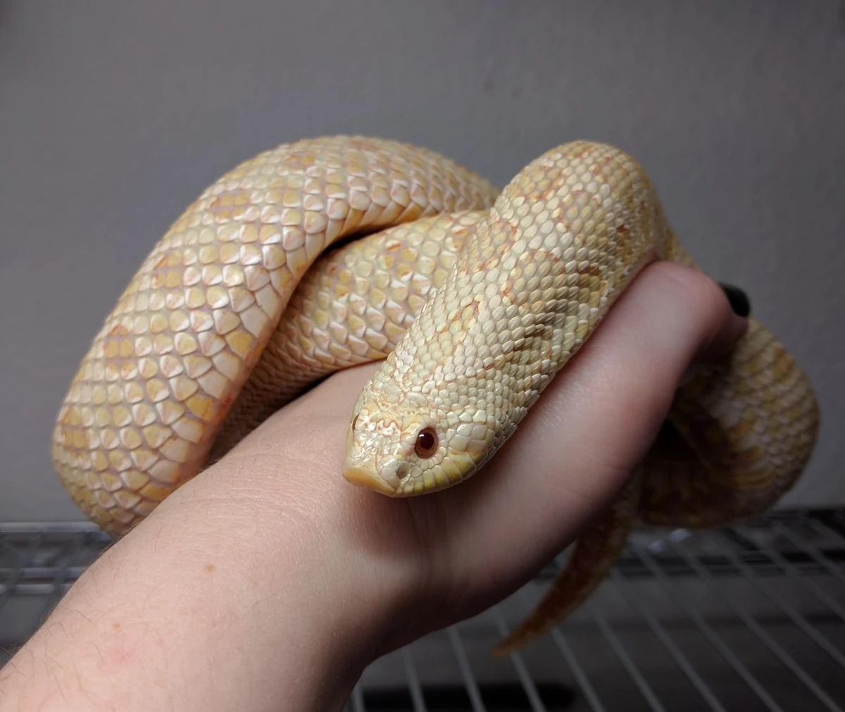 Albino | Hognose Wiki | Fandom