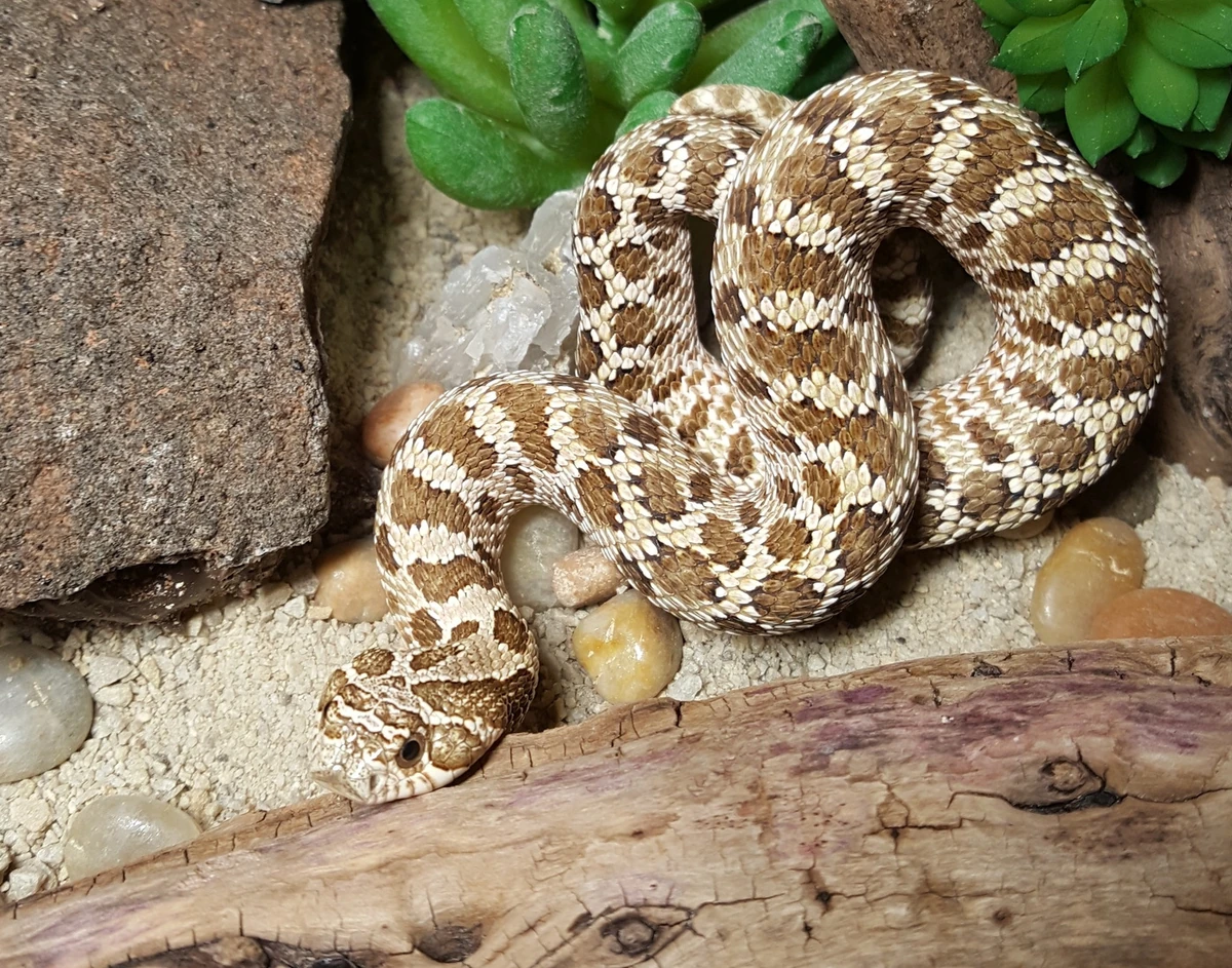 Arctic | Hognose Wiki | Fandom