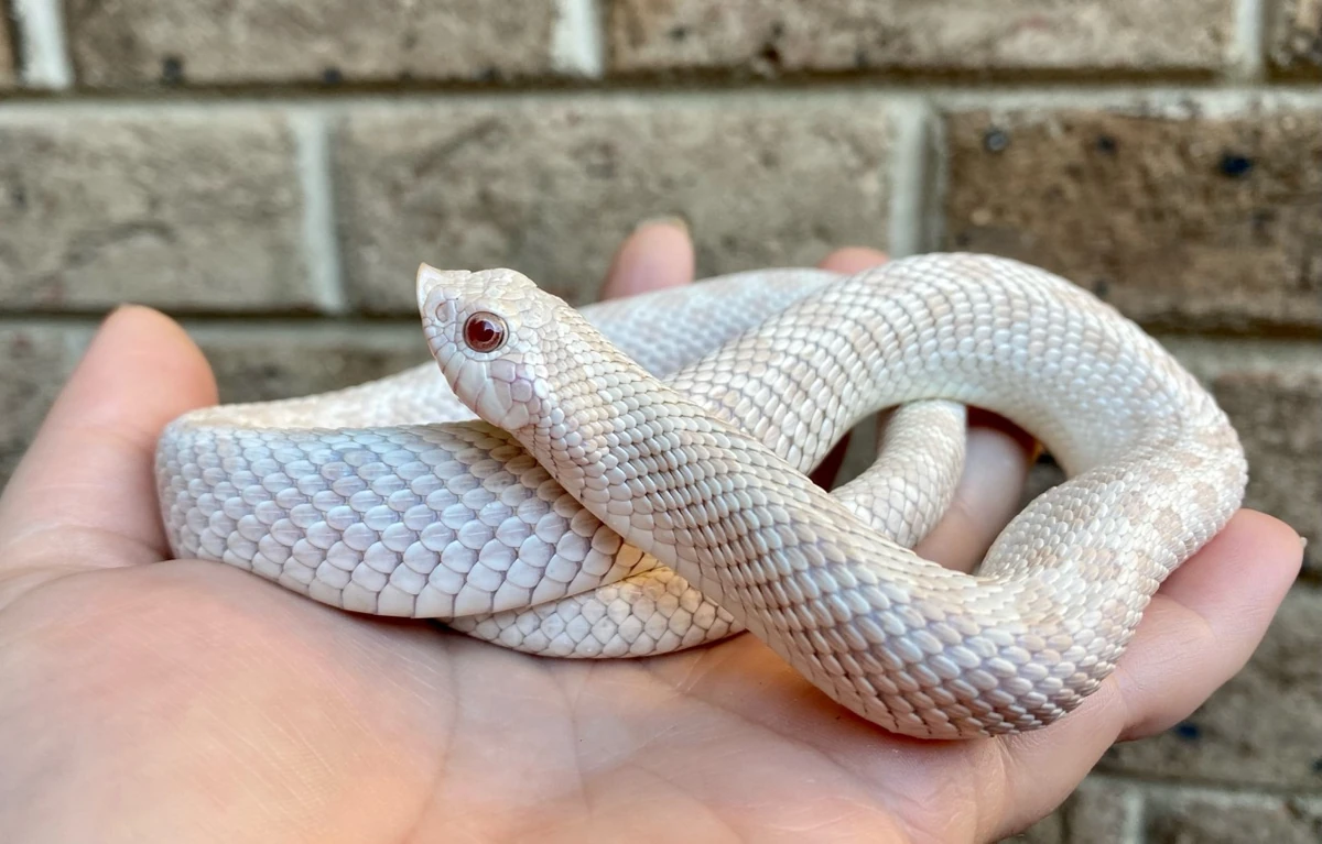 Snow | Hognose Wiki | Fandom
