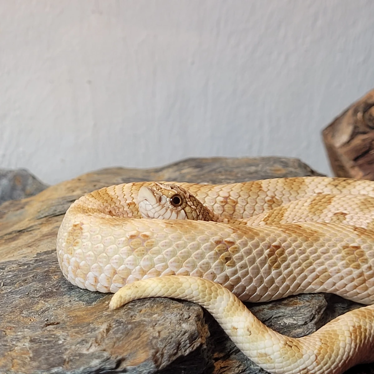 Toffeeconda | Hognose Wiki | Fandom