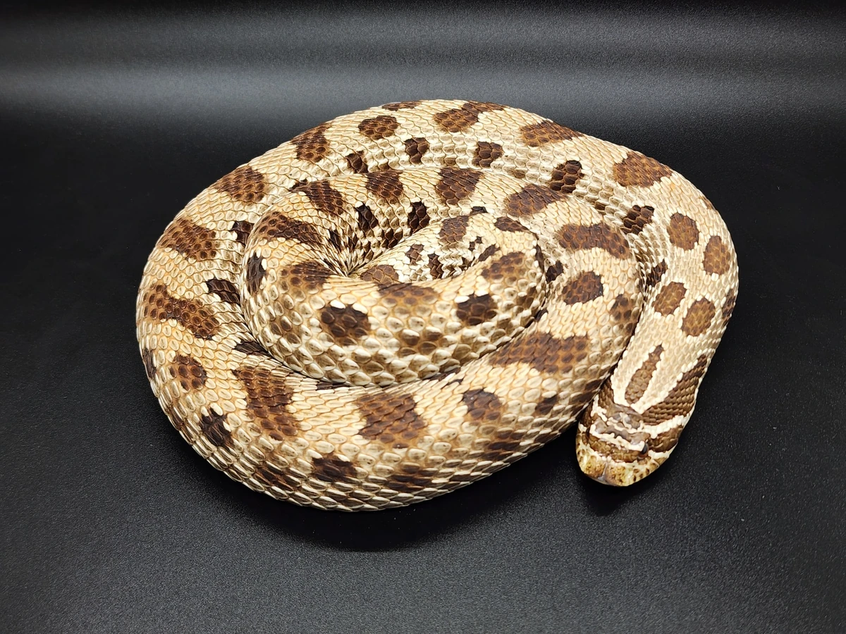 Anaconda | Hognose Wiki | Fandom