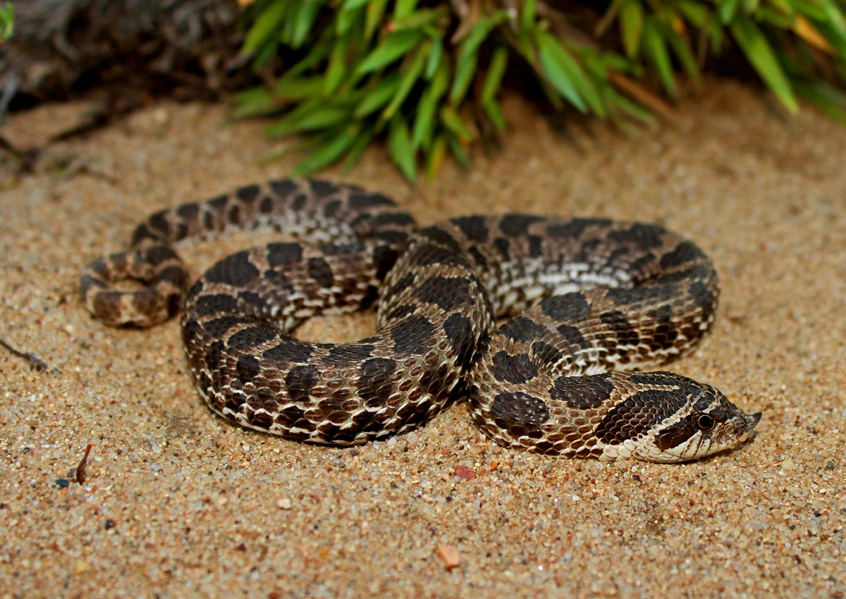 Dusty Hognose Snake | Hognose Wiki | Fandom