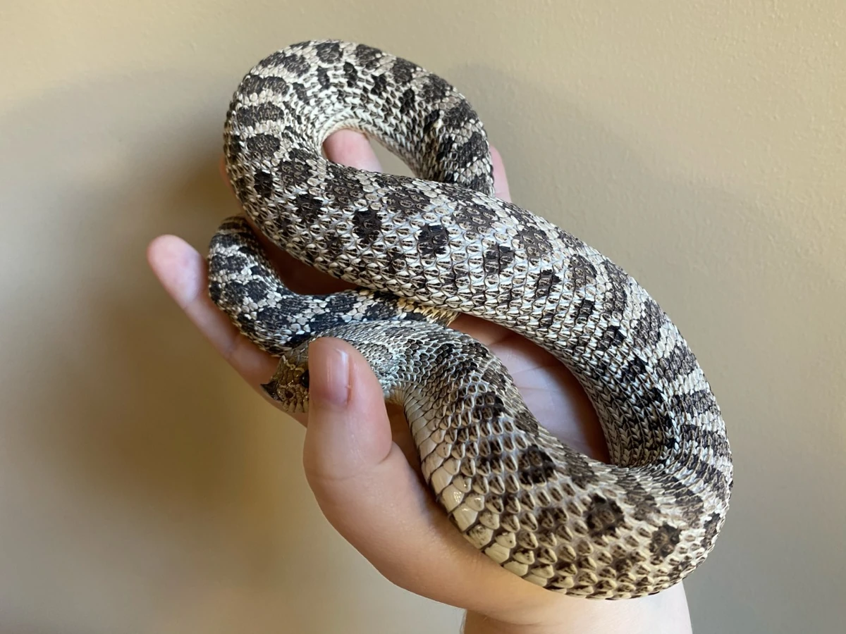Axanthic | Hognose Wiki | Fandom