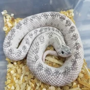 Moonstone | Hognose Wiki | Fandom