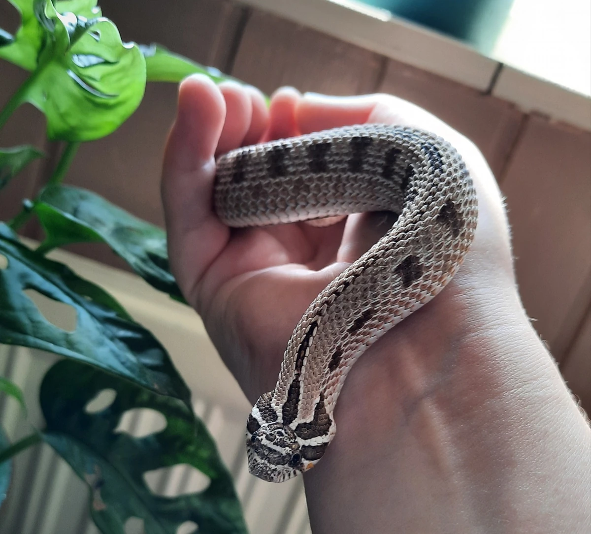 Arctic | Hognose Wiki | Fandom