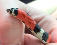 Hognose Wiki | Fandom