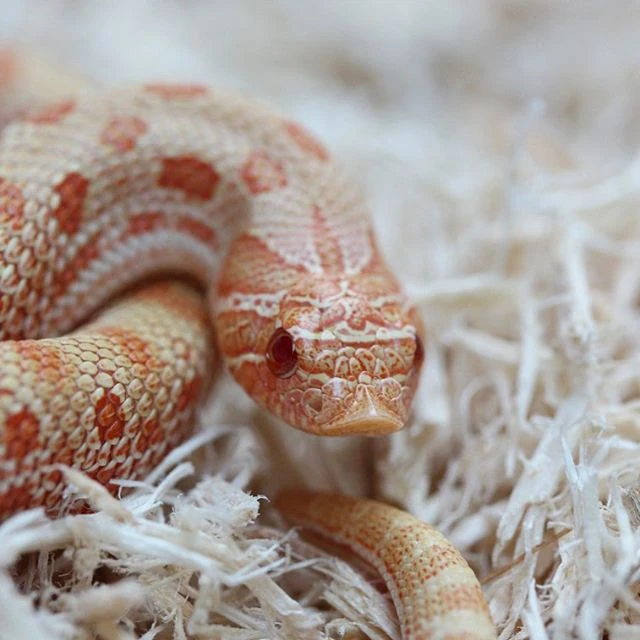 Photoguide | Hognose Wiki | Fandom