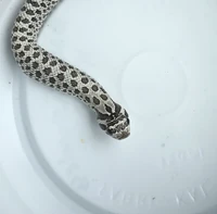 Axanthic | Hognose Wiki | Fandom