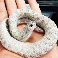 Moondust | Hognose Wiki | Fandom