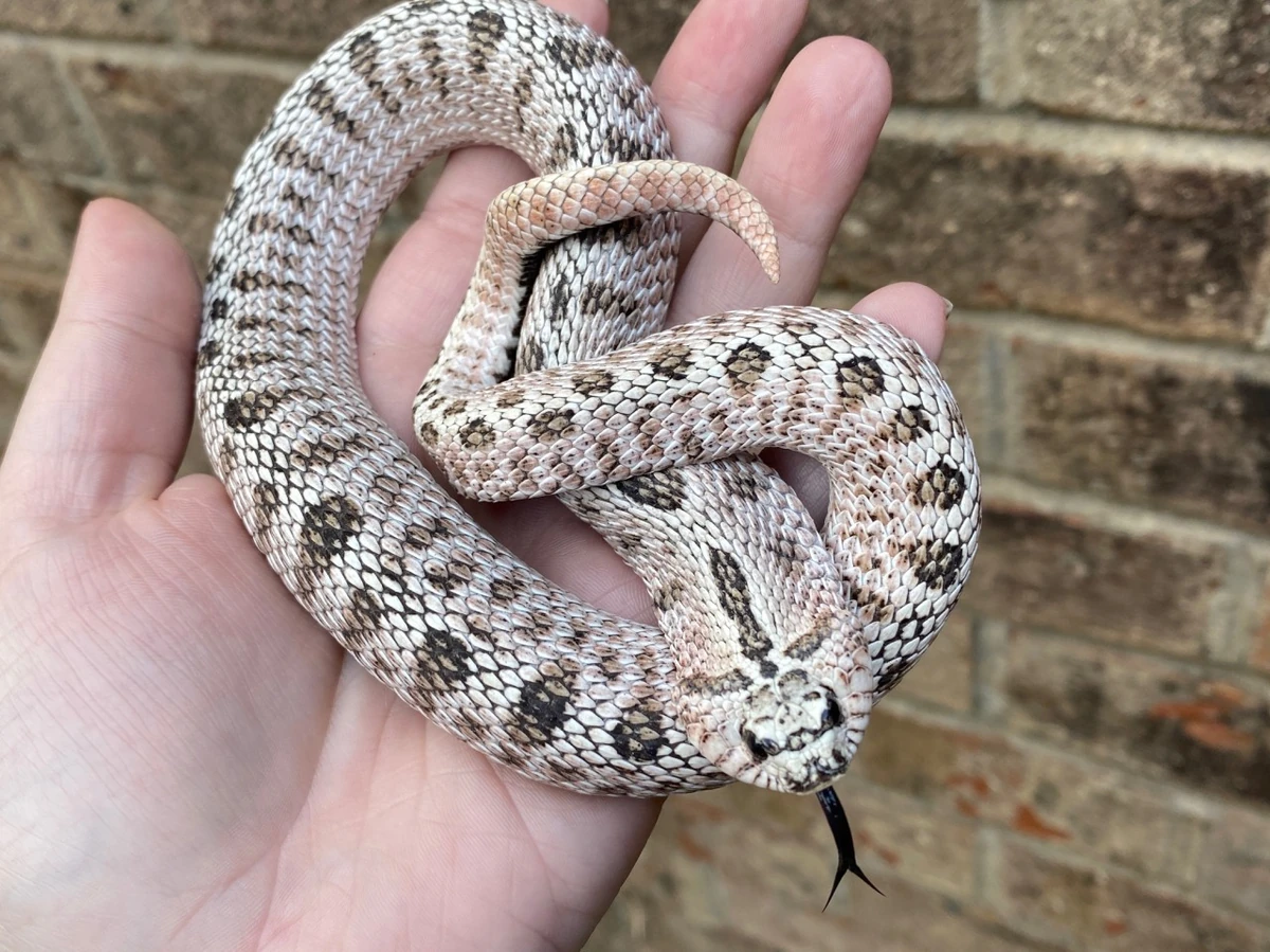 Superarctic | Hognose Wiki | Fandom