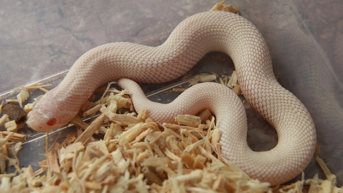 Woma | Hognose Wiki | Fandom