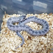 Moonstone | Hognose Wiki | Fandom