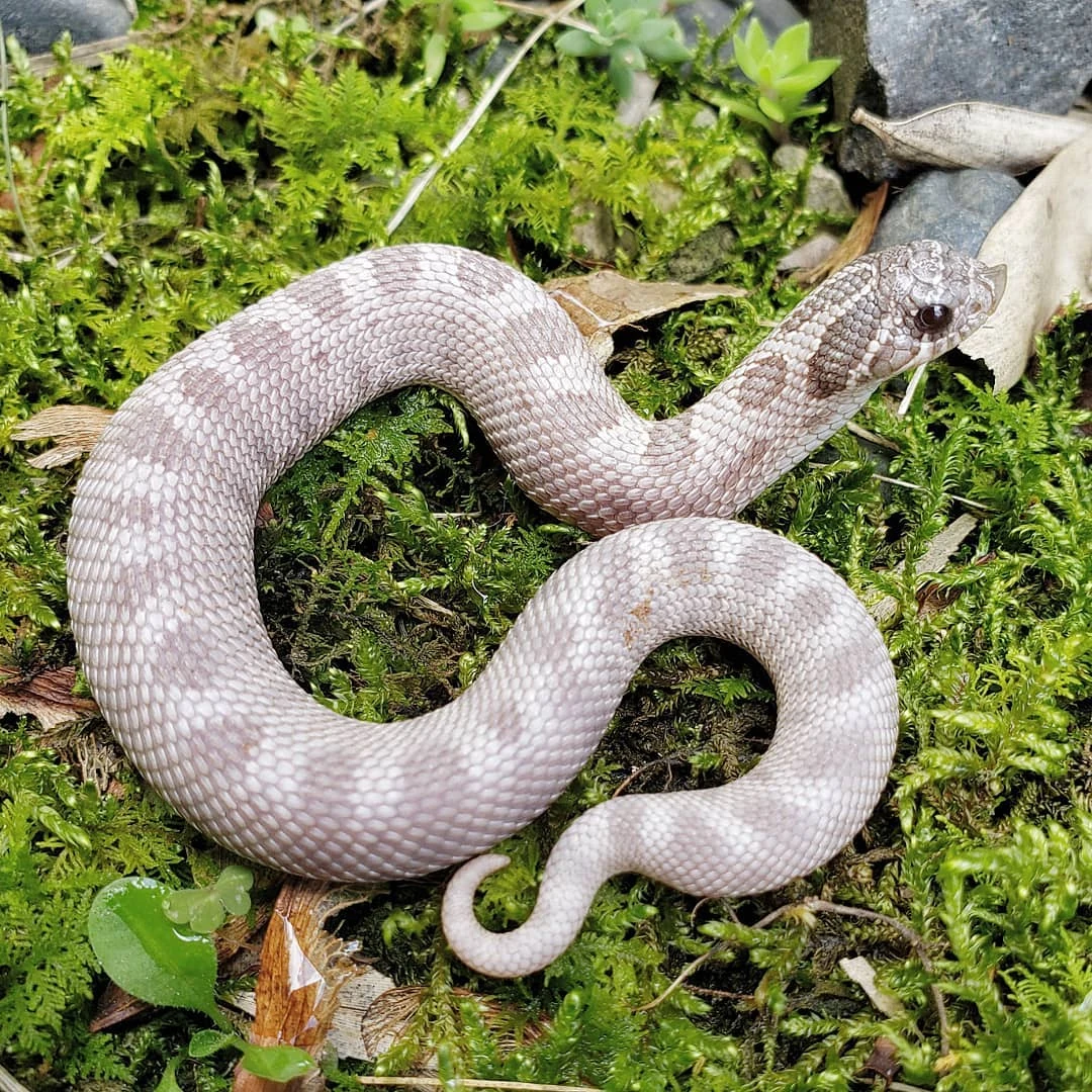 Moondust | Hognose Wiki | Fandom