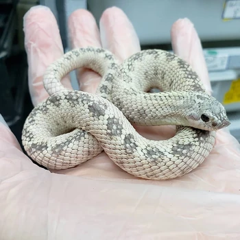 Moonstone | Hognose Wiki | Fandom