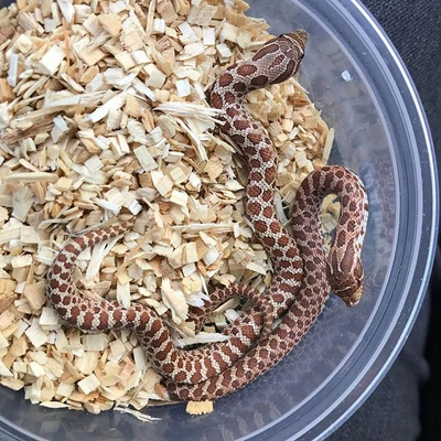 Hognose Wiki | Fandom