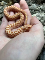 Article Guidelines Single-Gene | Hognose Wiki | Fandom