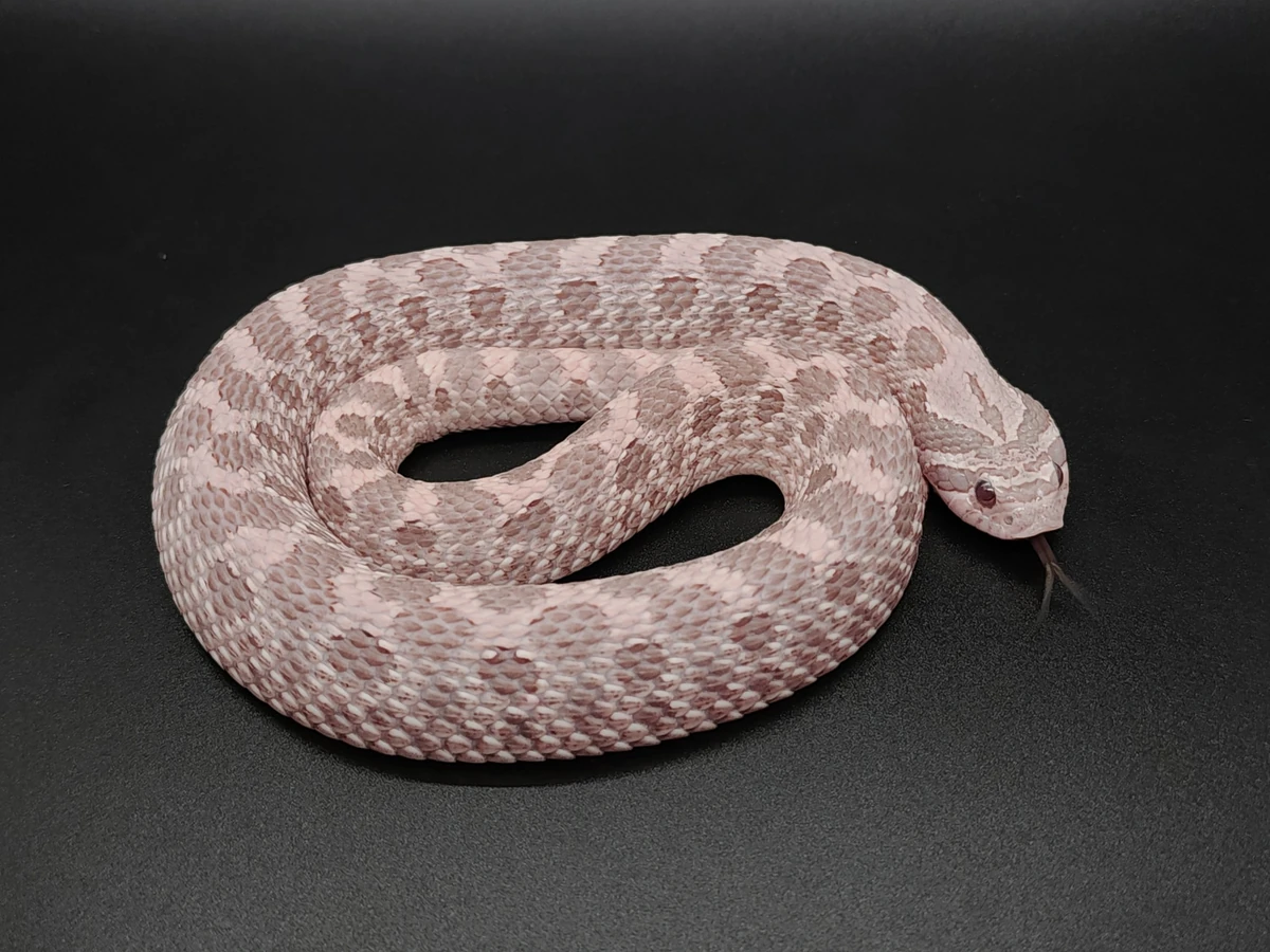 Lavender | Hognose Wiki | Fandom