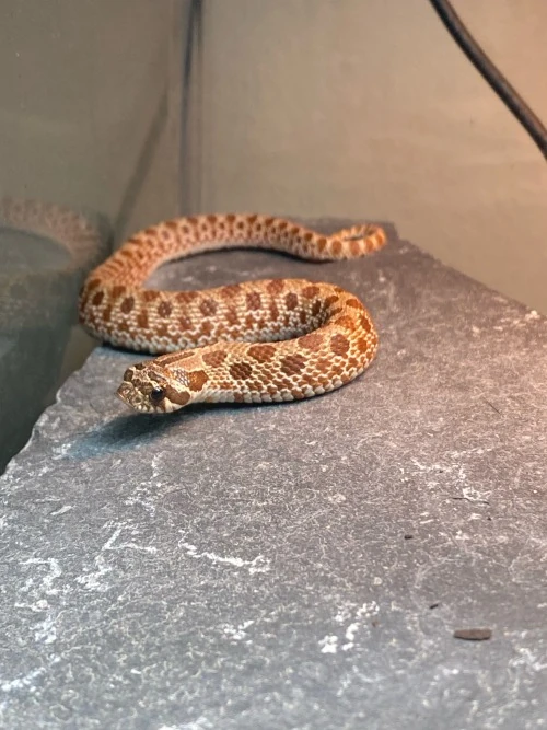 Category:Polygenic | Hognose Wiki | Fandom