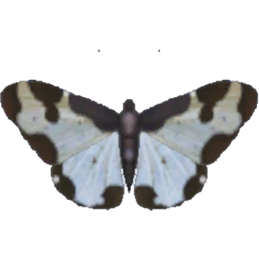 Clouded Border Moth - Hokko Life Wiki